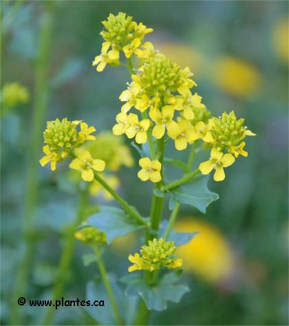 Barbarée vulgaire - Barbarea vulgaris