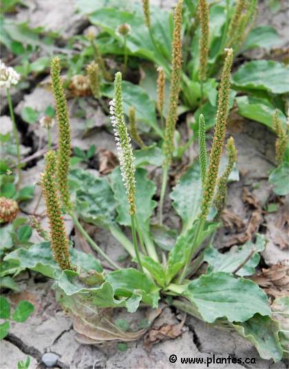 Grand majeur - Plantago major