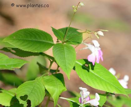 Balsamine de l'Himalaya - Impatiens glandulifera
