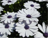 Dimorphotéca - Dimorphotheca - Osteospermum